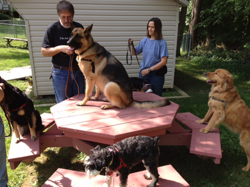 Distract-o-Doggie Series • Three Dogs Training