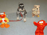 Goodbye Sweet Shelby • Three Dogs Training