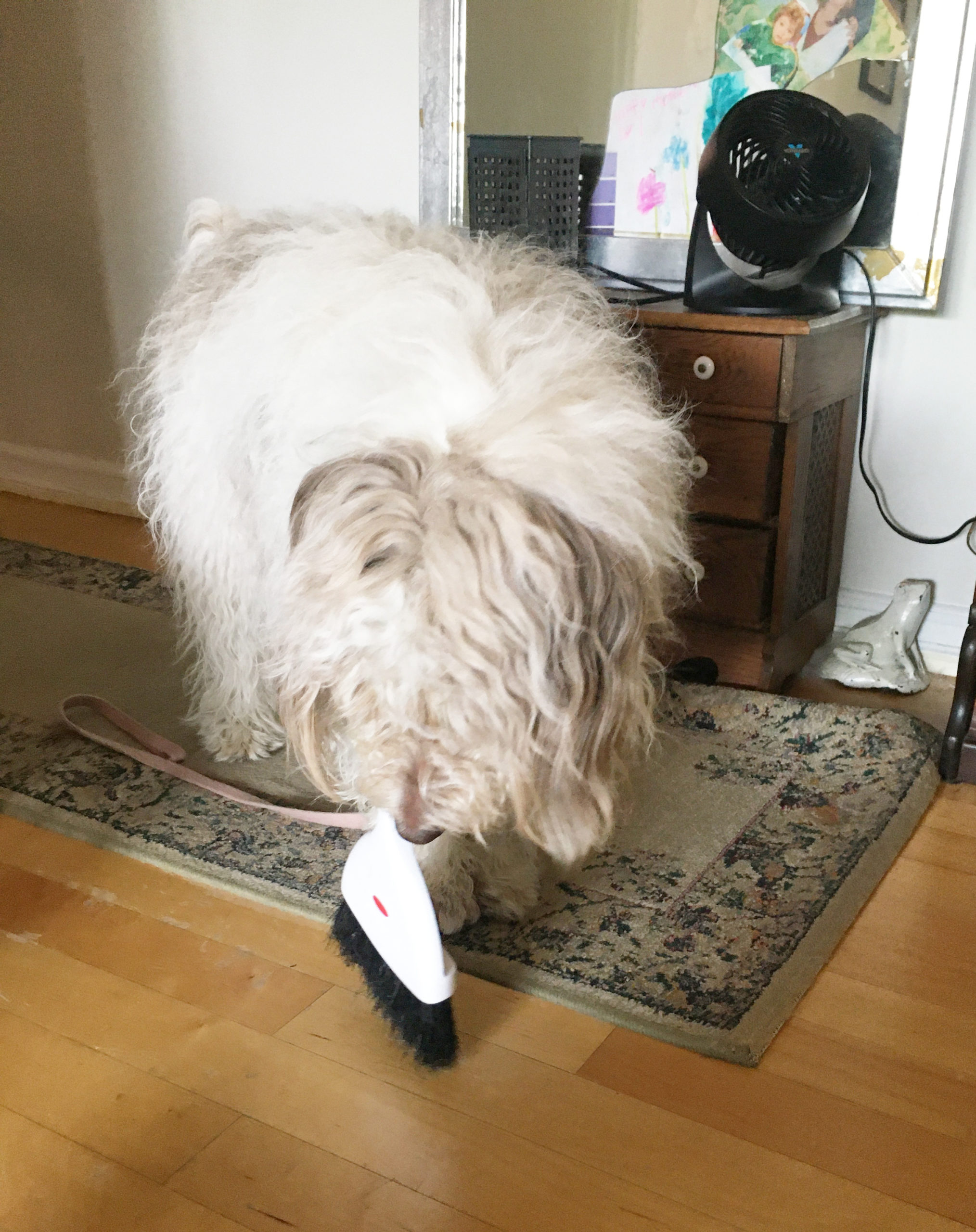 Pax'e sweeping • Three Dogs Training